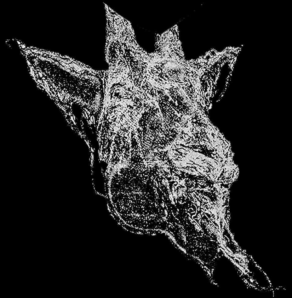 STORE – SCAPEGOAT